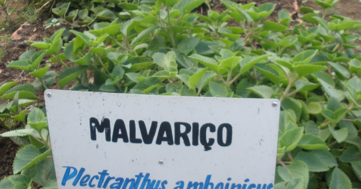 DEDO VERDE: Malvariço, Hortelã de folha grossa - Plectranthus ...