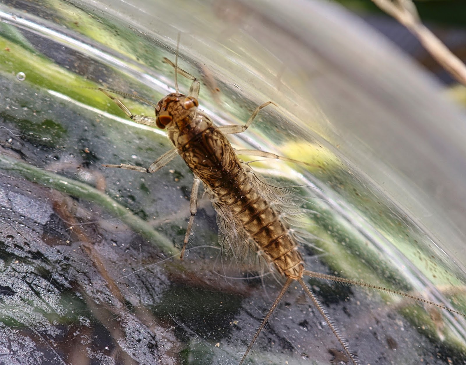 Aquatic Insects of Central Virginia