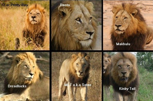 ලන්කාප්‍රිකාවී Sri Lankan-African Angel: මපොගෝ සිoහ සන්ධානය (Mapogo ...