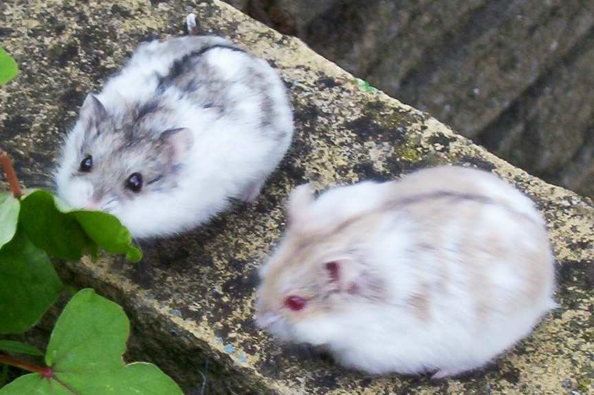 My Hammies World: Campbell's Russian Hamster Colors, Patterns And Coats