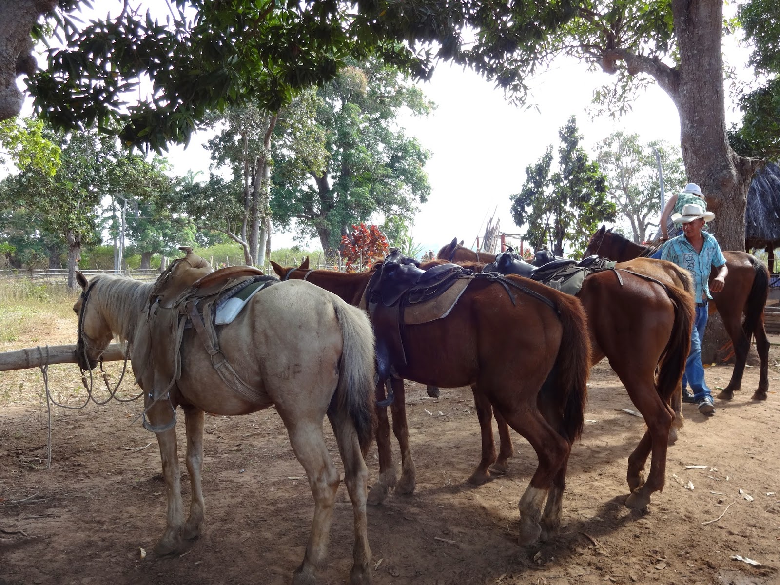 EXPERIENCE THE REAL CUBA: SHOULD I GO HORSEBACK RIDING IN TRINIDAD CUBA?