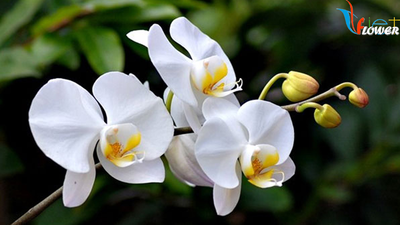 Ý nghĩa hoa phong lan - Orchid