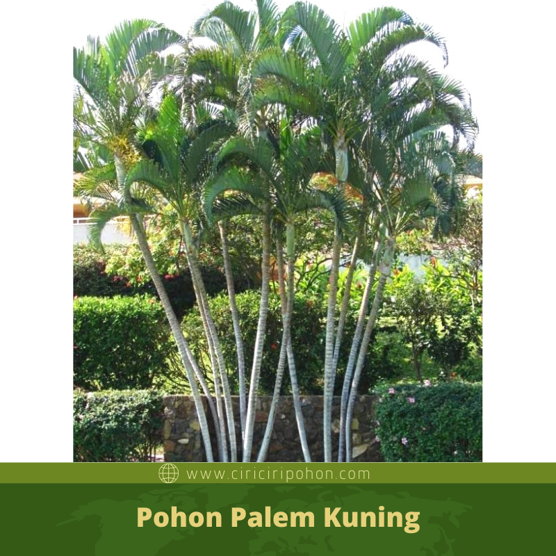 Ini Dia 4 Manfaat Pohon Palem Kuning Bagi Lingkungan - Ciriciripohon.com