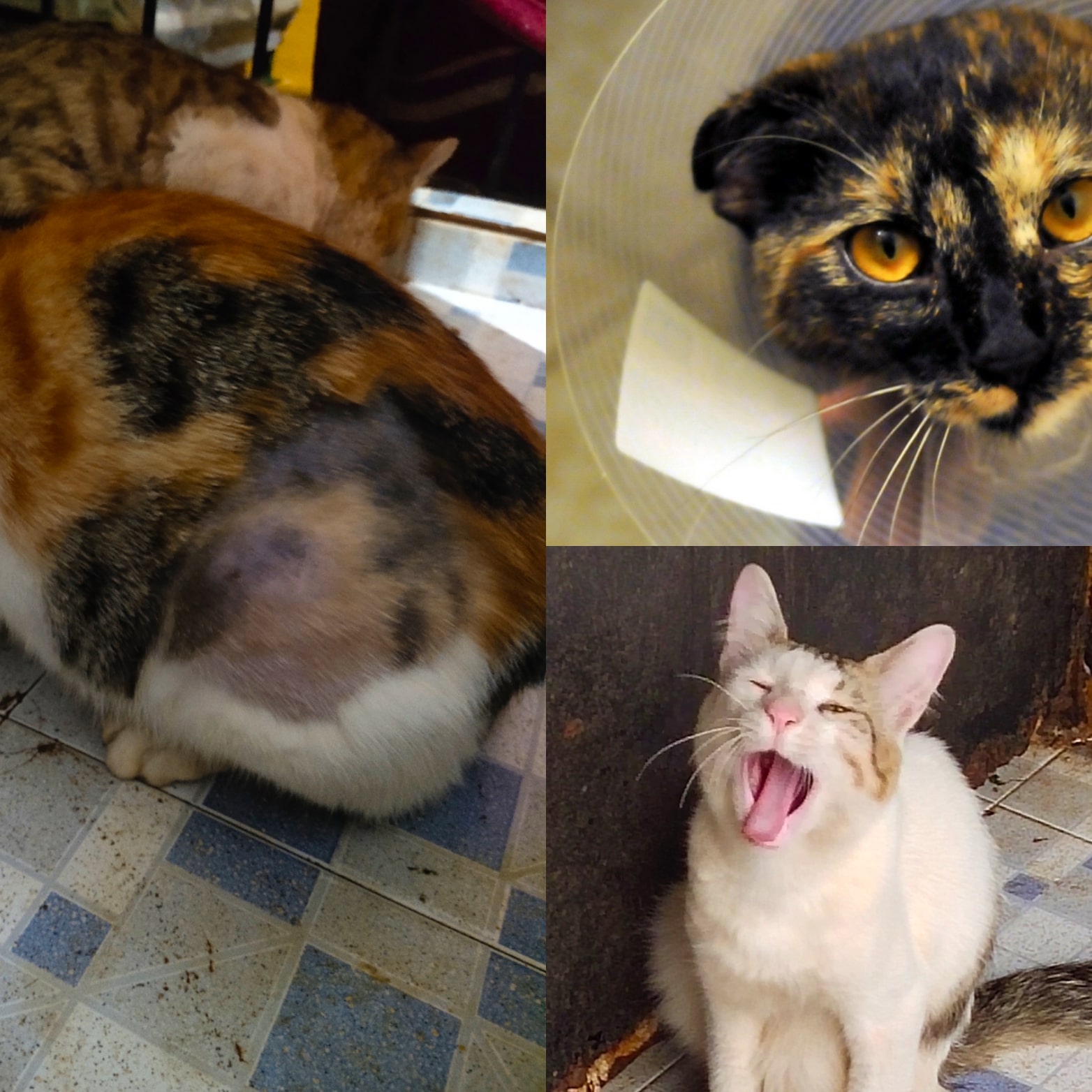 Neutering & Spaying In Cats: Birth Control for Your Pet