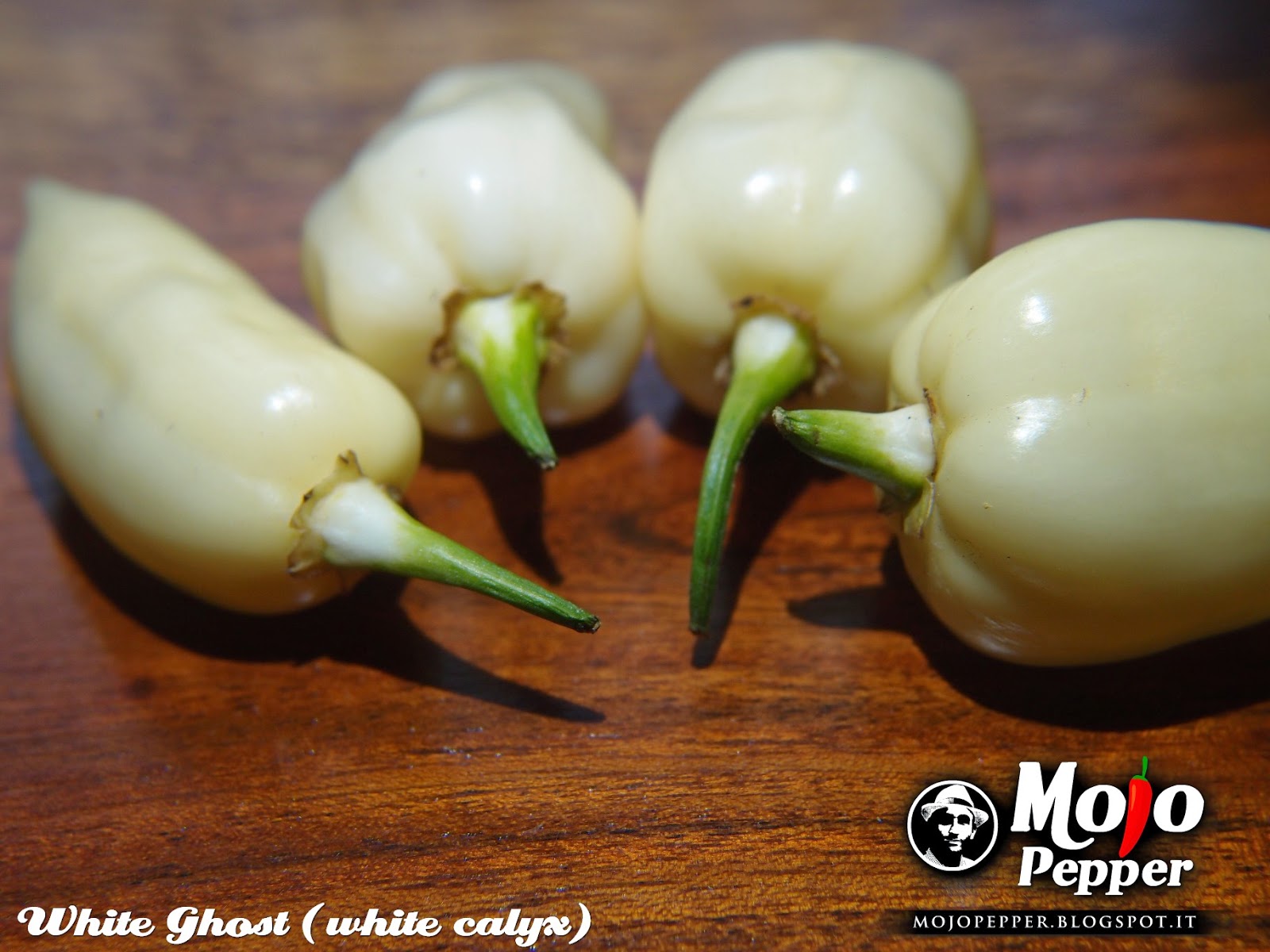 The Mojo Pepper - Just a Chili Pepper grower: White Ghost chili pepper with white calyx as bubblegum