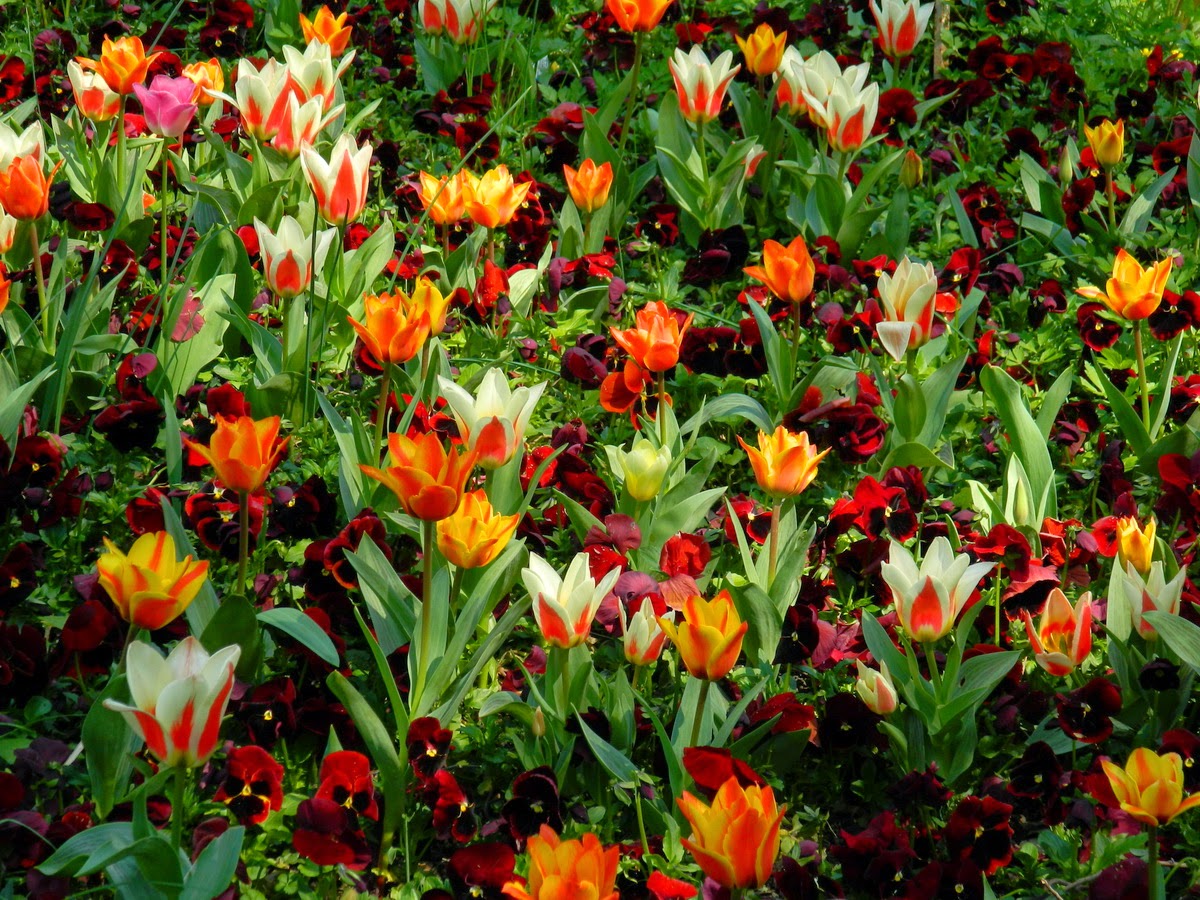 LA MULTI ANI, ROMANIA!: Lalele