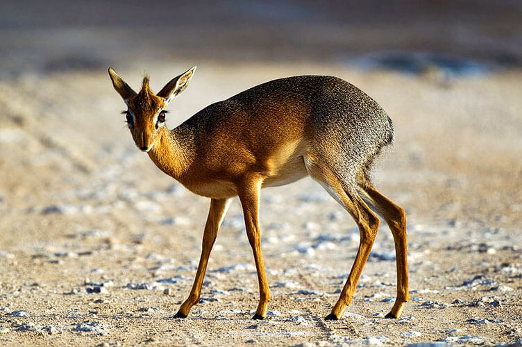 Lesser Known Animals