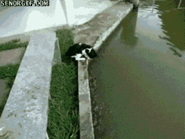 Funny cats - part 87 (40 pics + 10 gifs) | Amazing Creatures