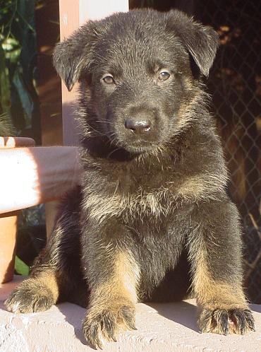 Big German Shepherds: Czech German Shepherd Puppies