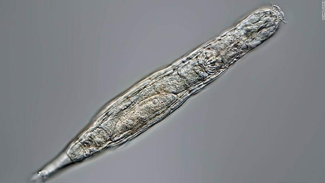 Tiny Worm Comes Back to Life After 24,000 Years in Siberian Deep Freeze ...