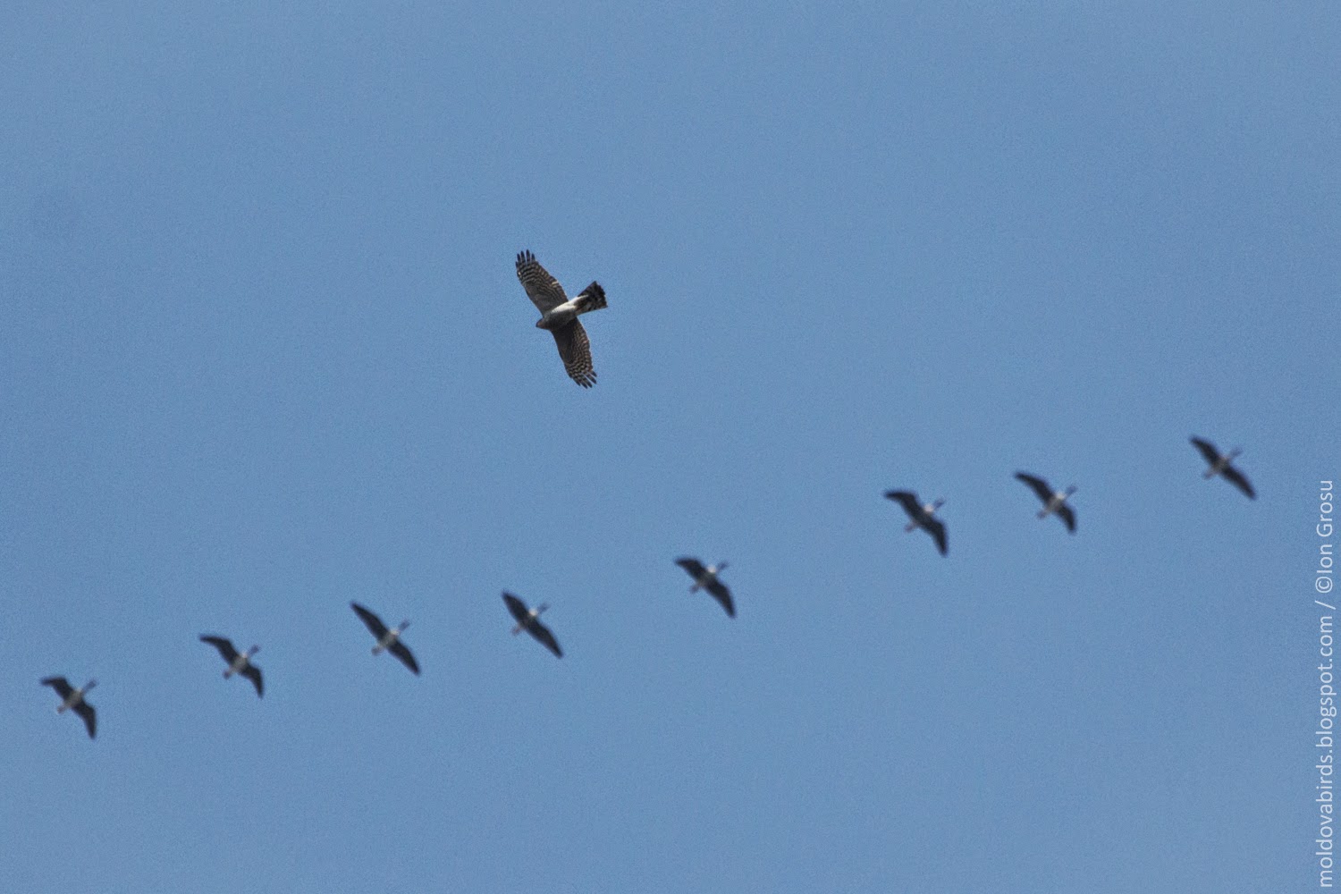 Păsări din Moldova: Uliu porumbar la Manta