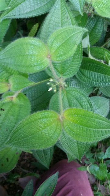 Warisan Petani: Pokok Senduduk Bulu.