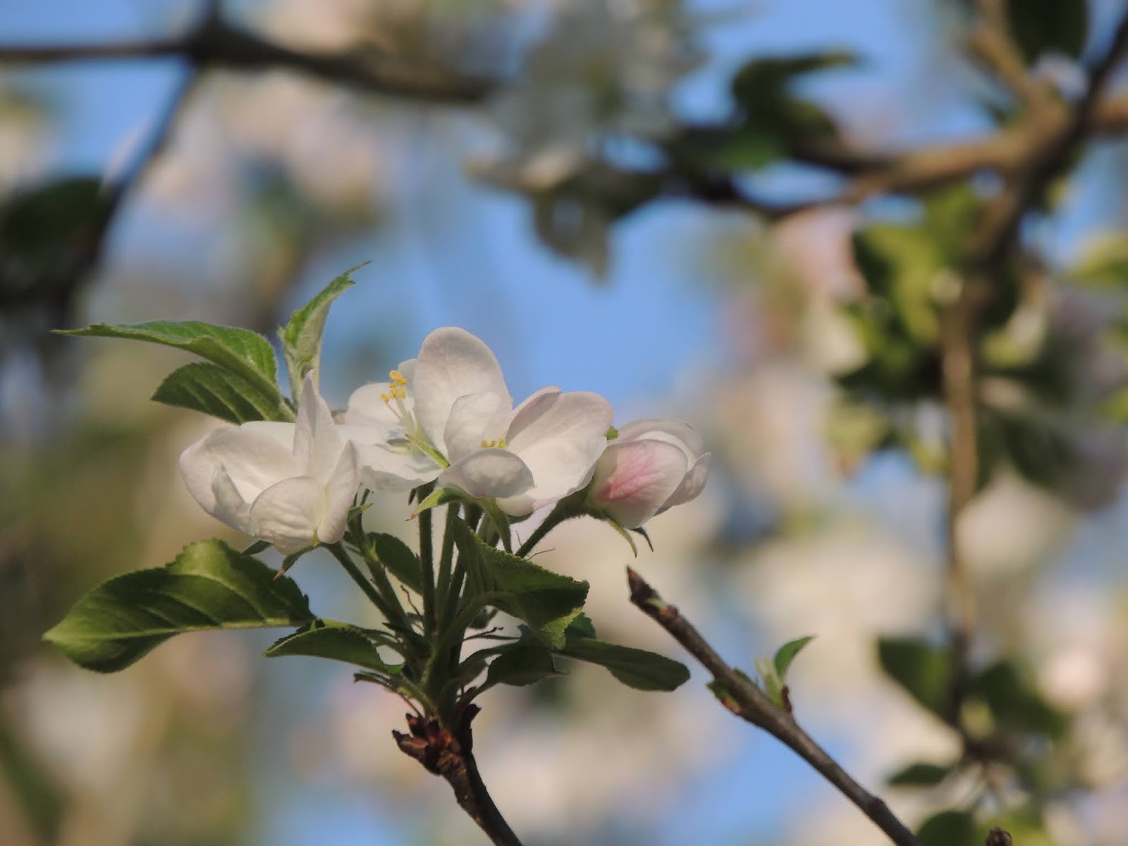 jablana / apple tree