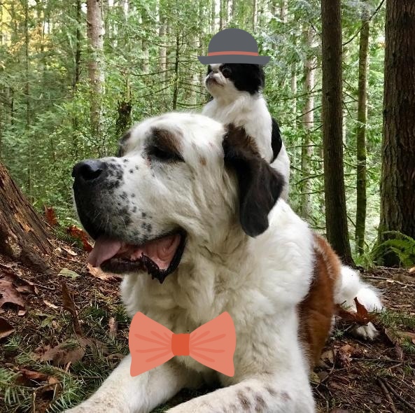 ANIMALS TIME : Dog edited time (hora del perro editado) Gallery 5