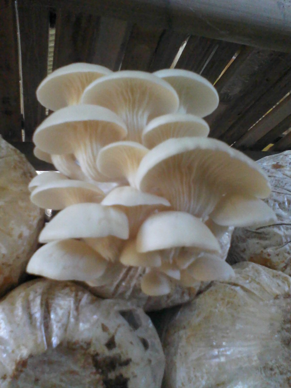 jamur tiram bolang citeureup: BUDIDAYA JAMUR TIRAM DI TAJUR CITEUREUP ...