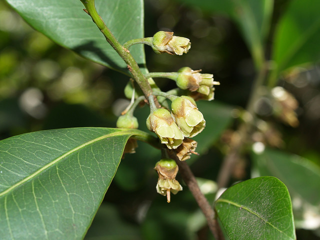 Fruit Warehouse: Black Apple ( Pouteria australis)