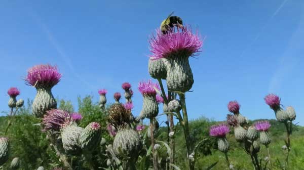 Cardinal flower and swamp thistle: wetland plants