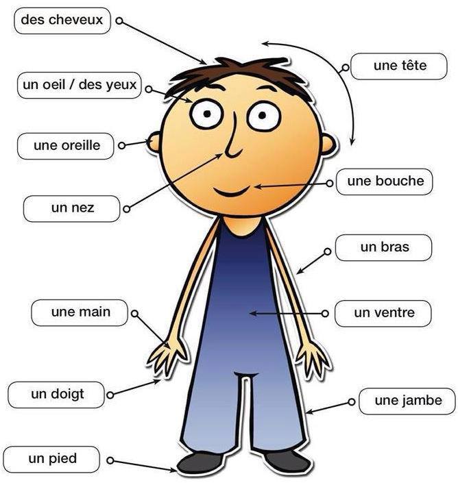 Le vocabulaire du corps humain