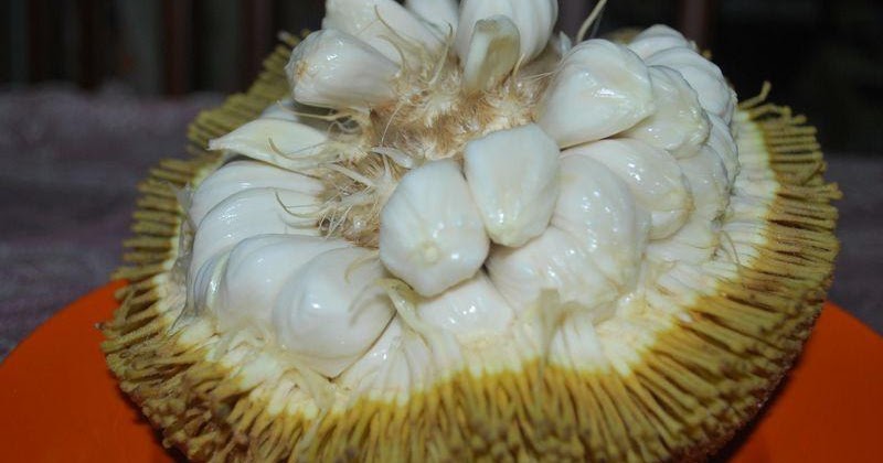 Orang Sabah: Buah Tarap