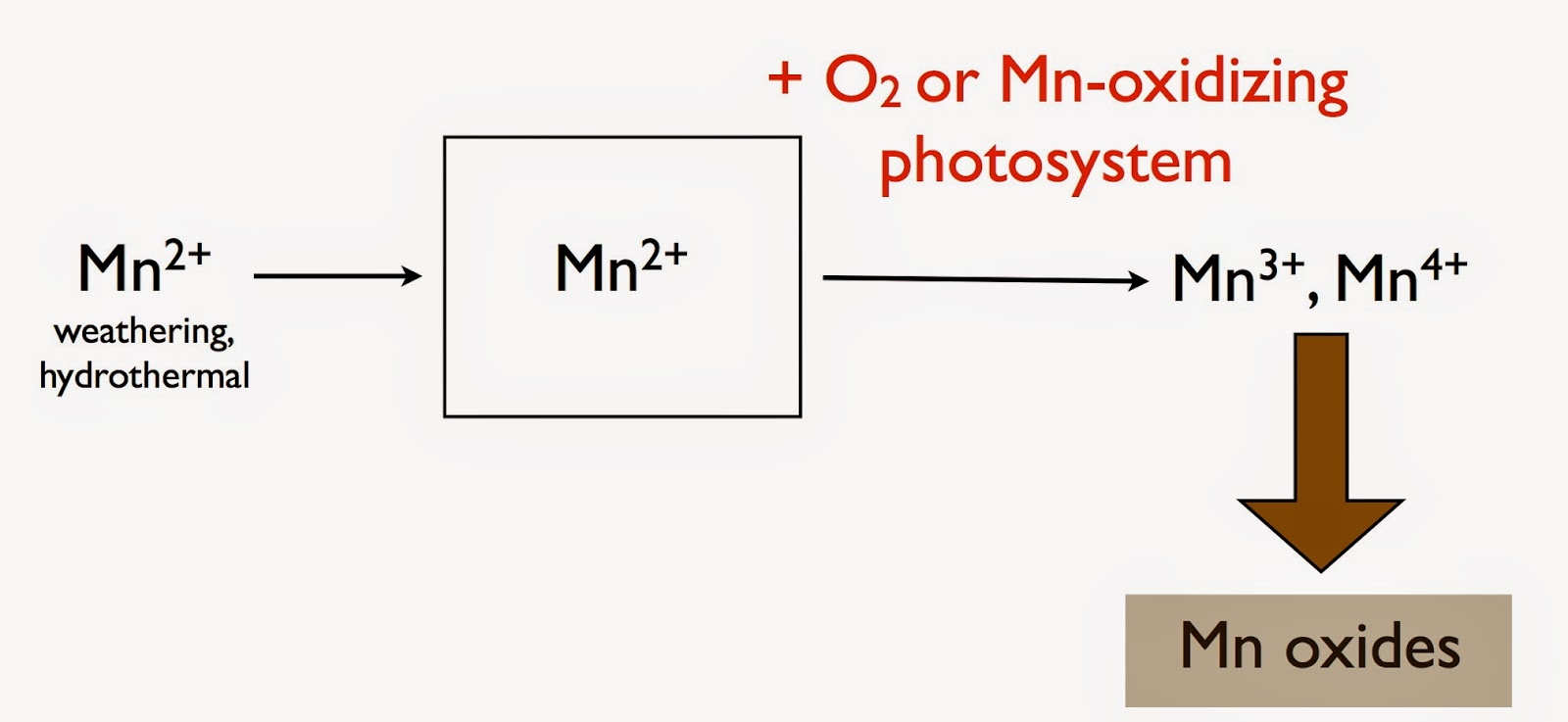 Microbe Hunter : biogeochemical cycles