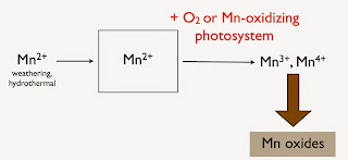Microbe Hunter : biogeochemical cycles