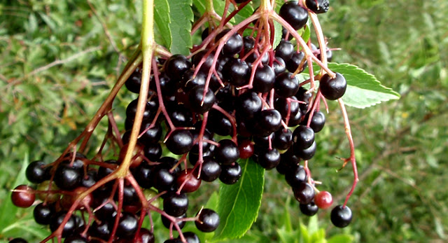 SAUCO o SAUQUILLO: no conviene confundirlos