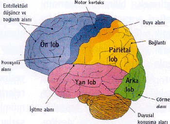 GENÇ BEYİNLER: Beynin Bölümleri
