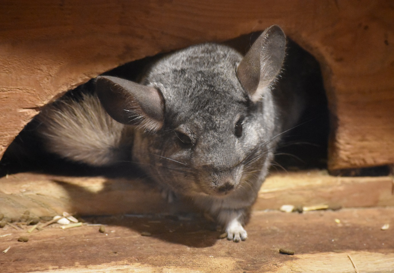 ZOOTOGRAFIANDO (6.100 ANIMALS): CHINCHILLA / CHILEAN CHINCHILLA ...