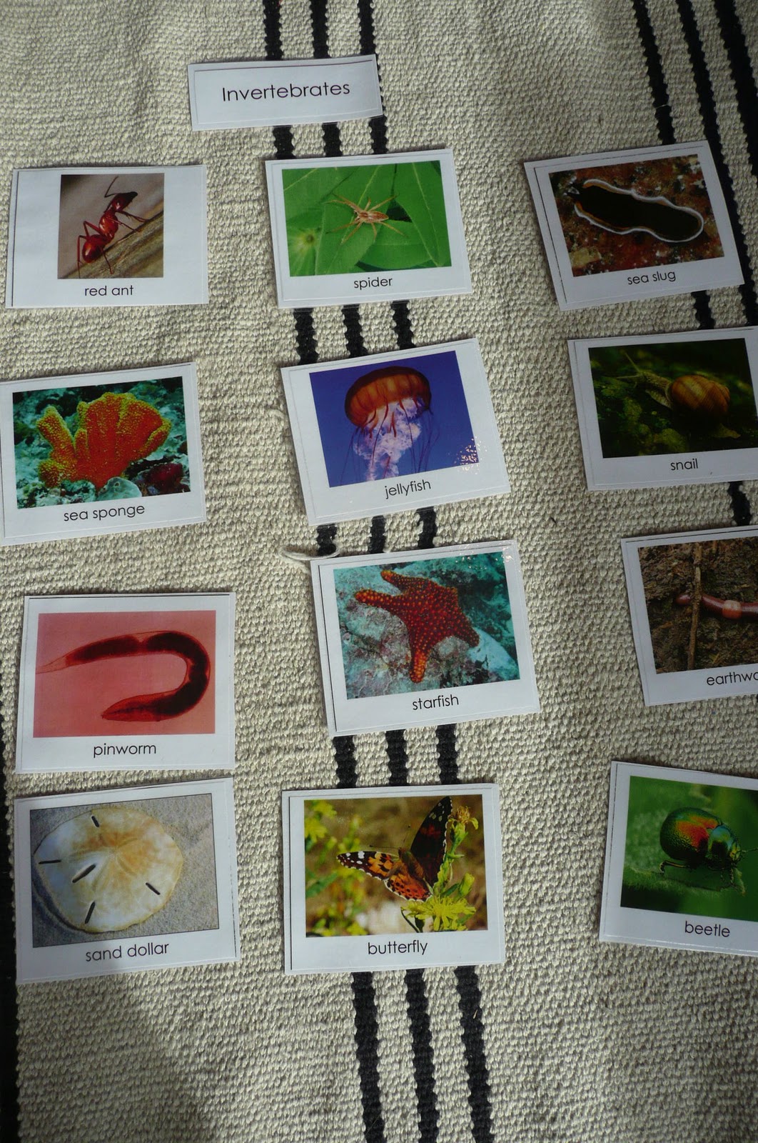 Montessori Teachings: Vertebrates and Invertebrates