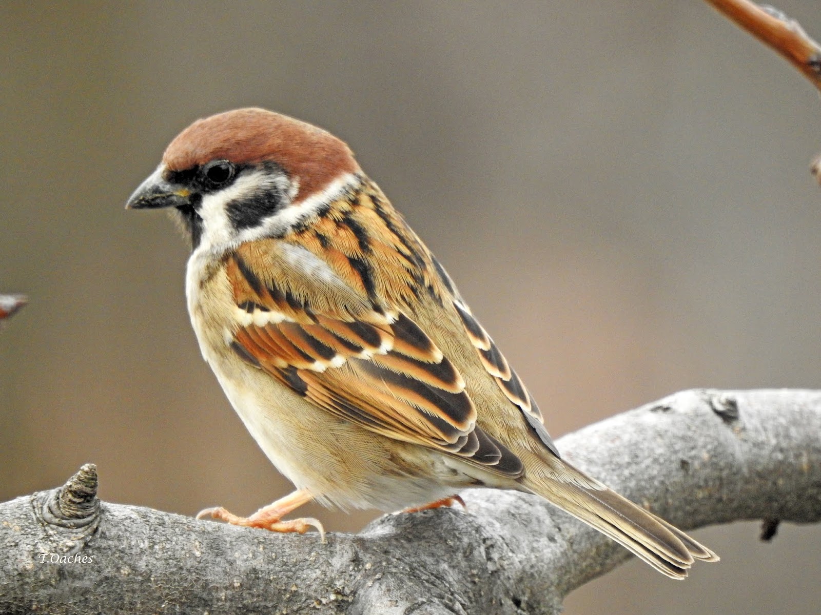 PASARI DIN ROMANIA: VRABIA DE CAMP, Passer montanus