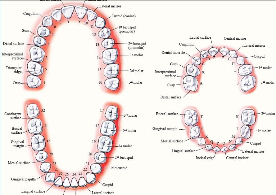 Permanent dentition l Oral morphology MCQs for dental students - WikiDentia