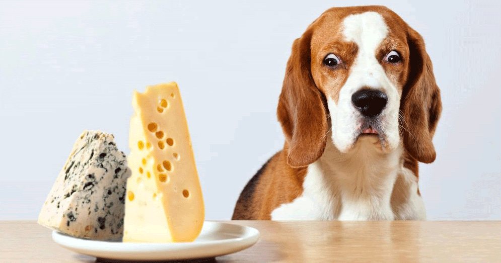 Can Dogs Eat Cheese? Are Cheese Safe For Dogs?