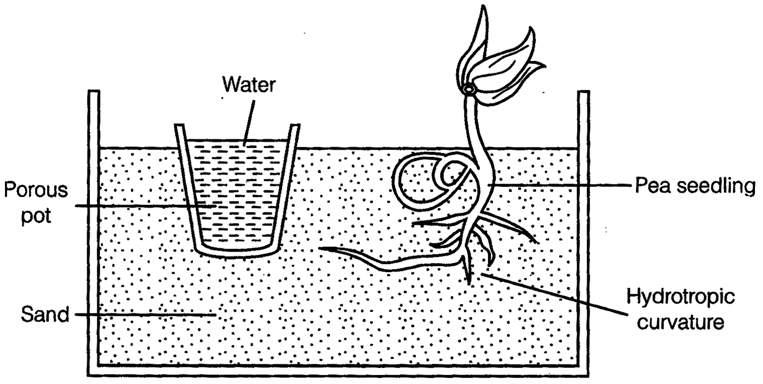 SCIENCE AND TECHNOLOGY: Chapter 14 : CONTROL AND CO-ORDINATION IN ORGANISMS