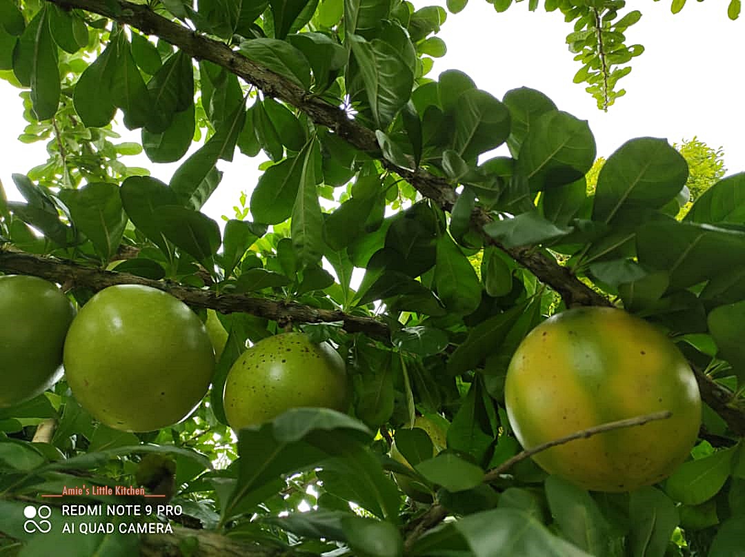 Berkenalan dengan Buah Labu Kayu @ Buah Maja @ Delima Batu @ Applewood ...