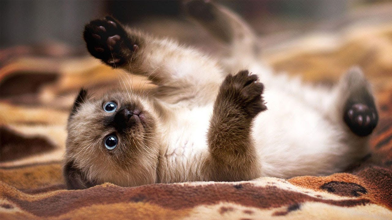 10 razas de gatitos finos, el #6 es tan alto como una niña de 5 años.