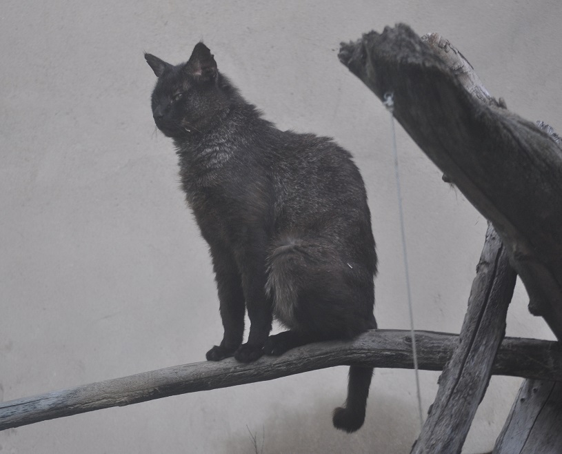 ZOOTOGRAFIANDO (6.100 ANIMALS): GATO DE LA JUNGLA / JUNGLE CAT (Felis ...