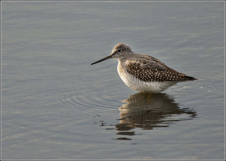 Explorations of an Ecologist: Last of the Moosonee photos