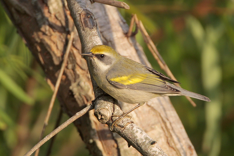 Beak of the Week - Golden-winged Warbler