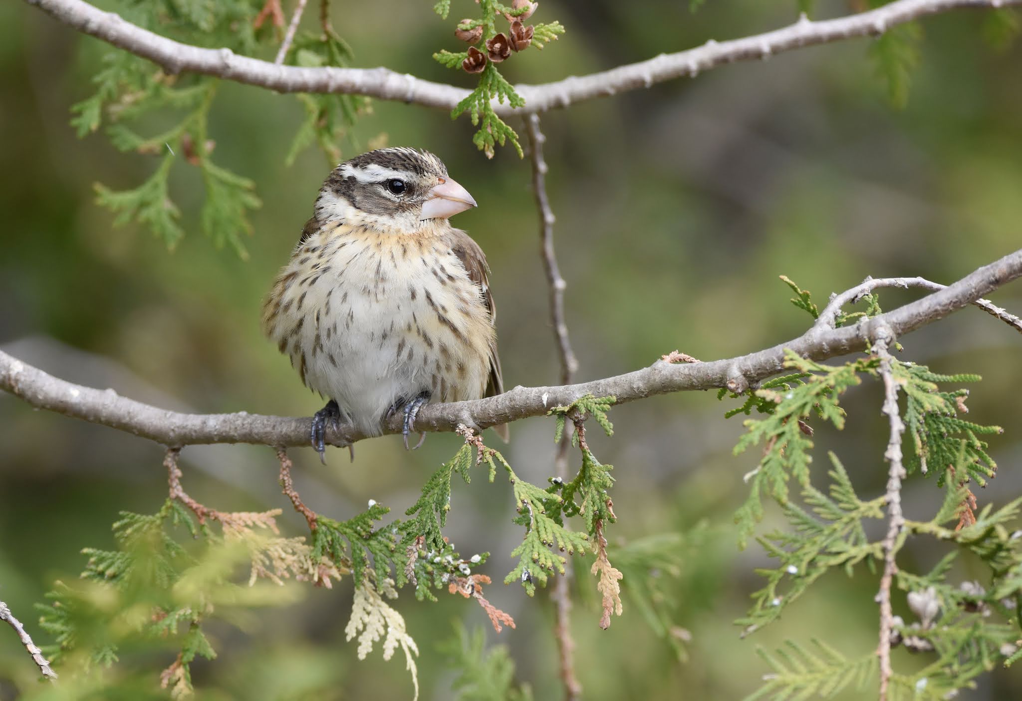 Attracting Rose-breasted Grosbeaks to Your Yard | Nature Notes Blog