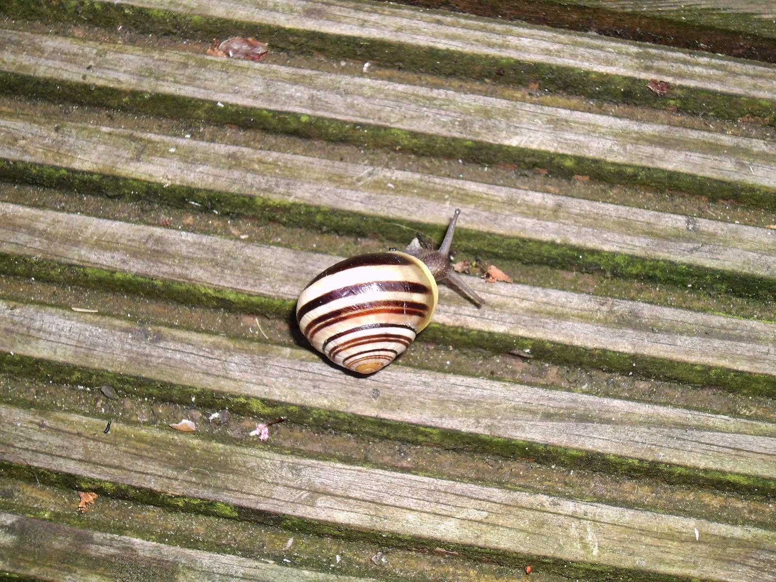 Het paradijsje van Jane: Dier #12: De slak (Gastropoda)