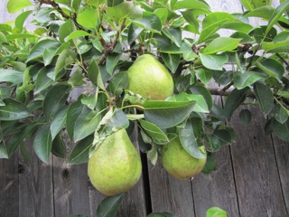 Diane Carnevale: Espaliered pear tree