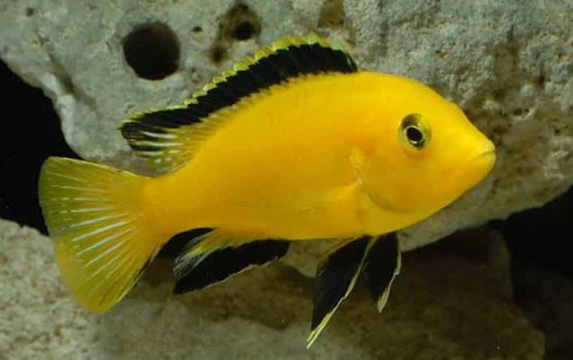 7 Jenis Ikan Hias Lemon Terpopuler dan Cara Merawat Untuk Pemula