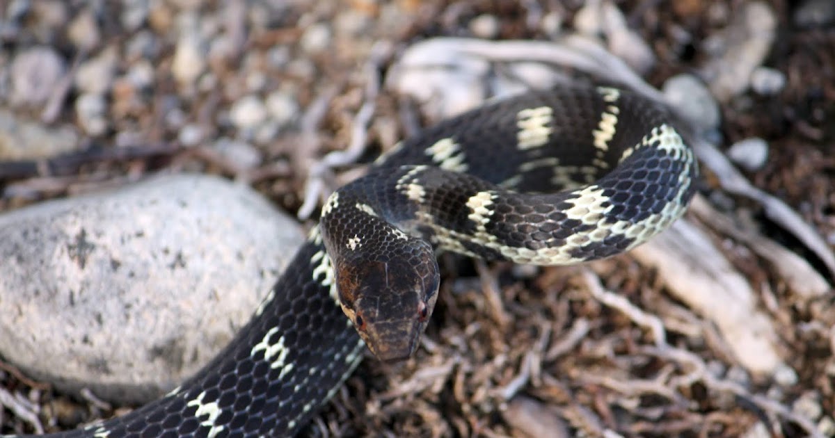 Antilles slender snake