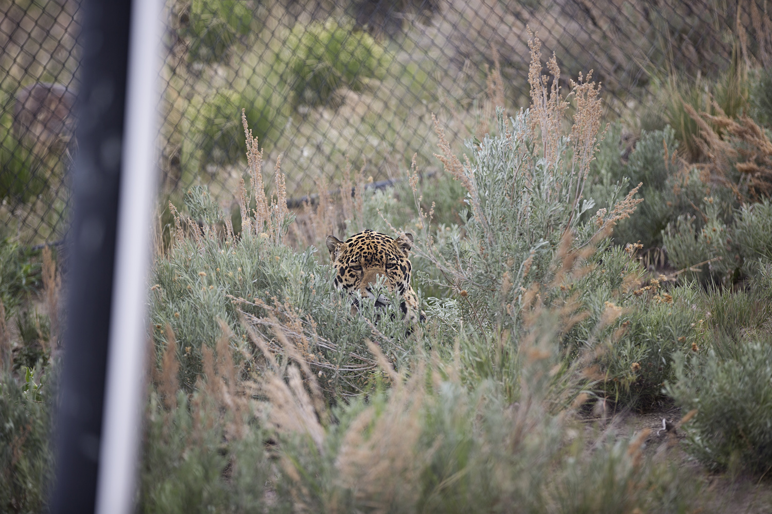 Loving Reno: Animal Ark- A wildlife Sanctuary with Beautiful Animals ...