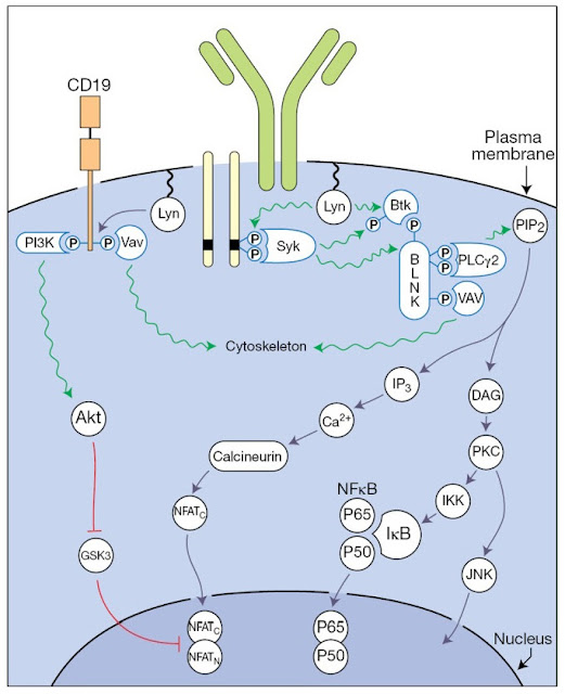 THE NATURE OF B‐CELL ACTIVATION - pediagenosis