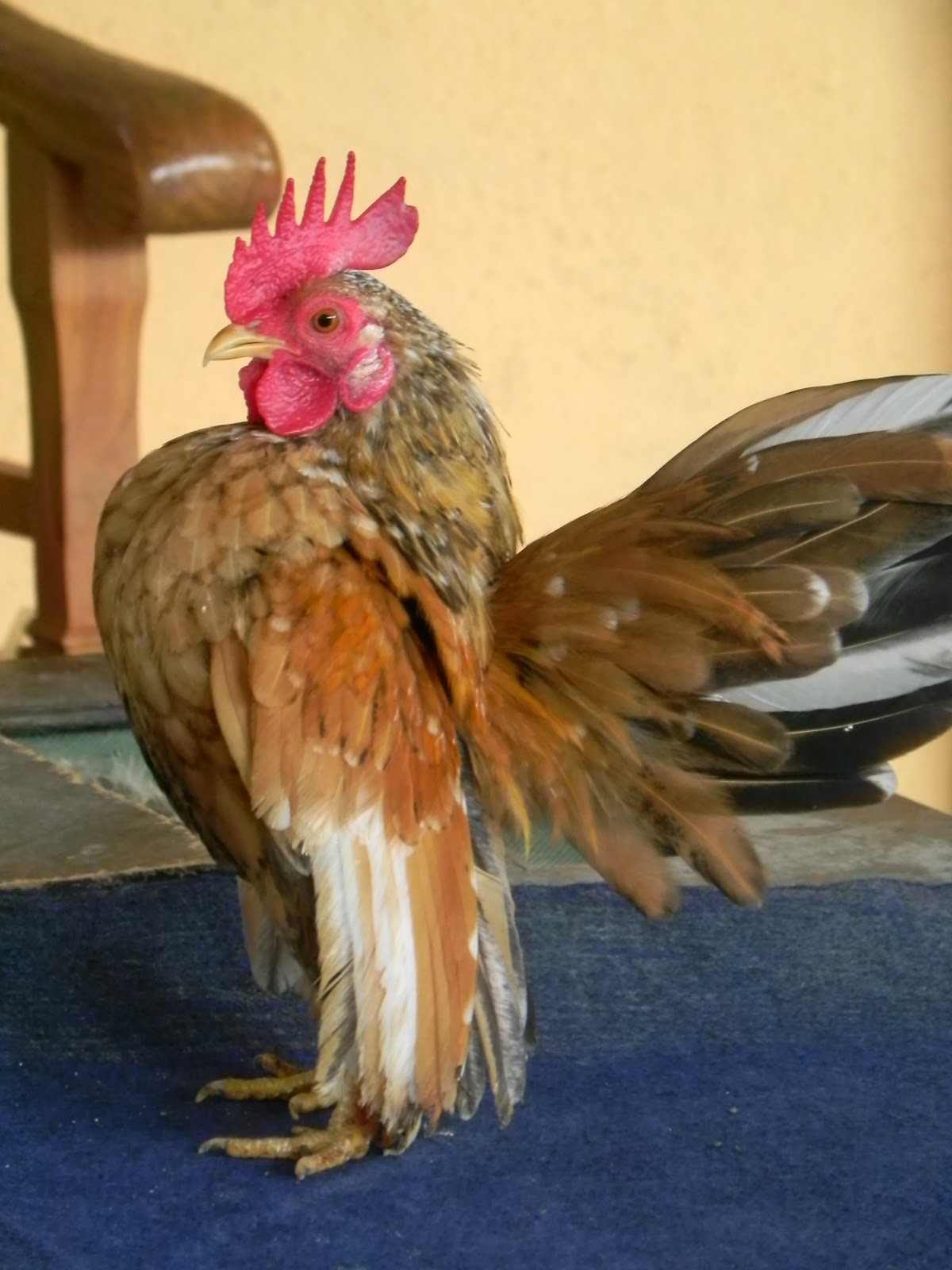 Telok Mas Serama Farm