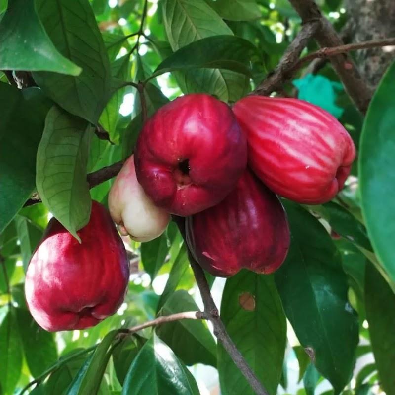 Mengenal Lebih Dekat Bibit Jambu Jamaika Langkah Pertama Menuju Kebun ...