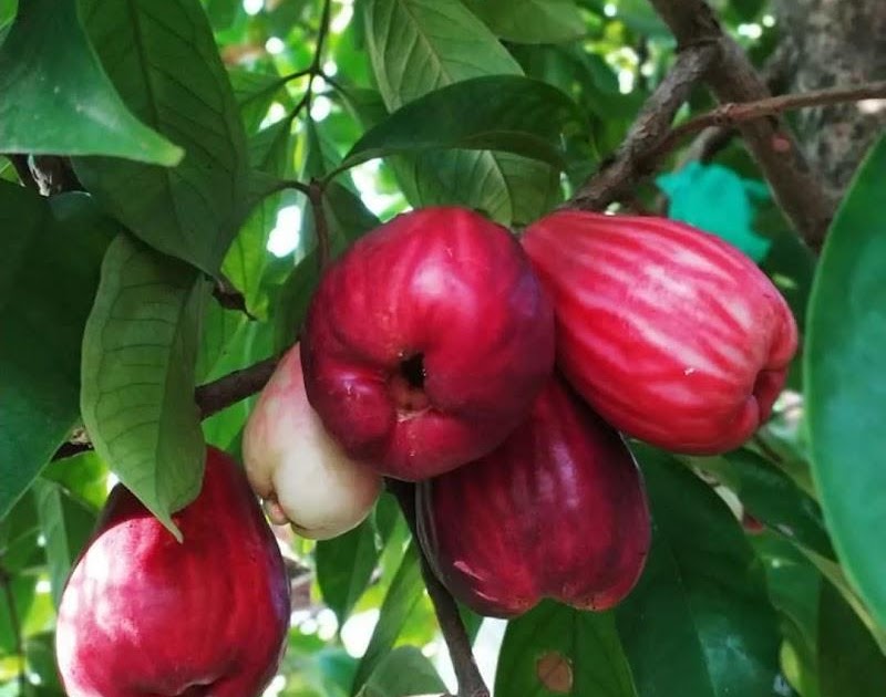Mengenal Lebih Dekat Bibit Jambu Jamaika Langkah Pertama Menuju Kebun ...