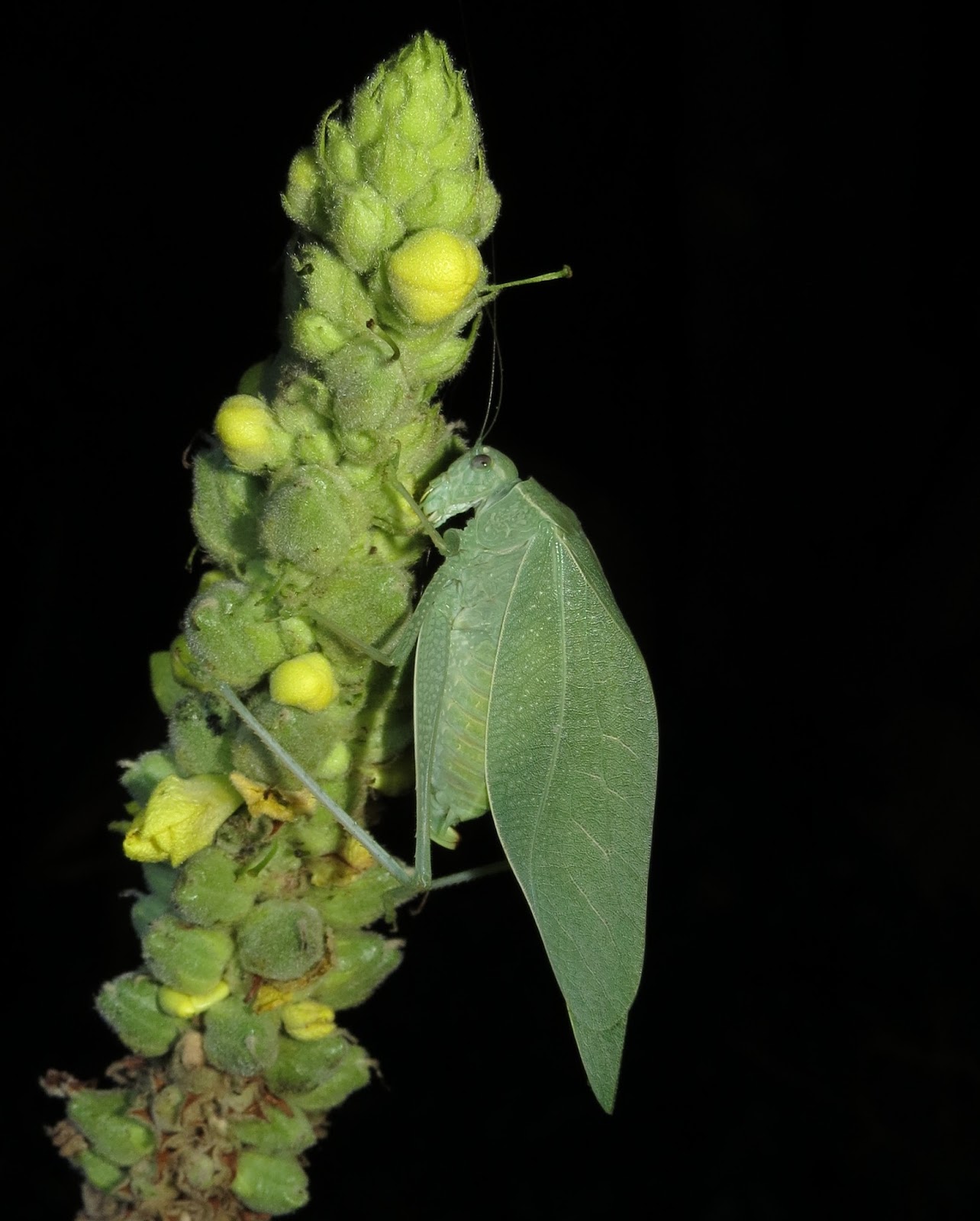 Bug Eric: New Mexico Night Bugs