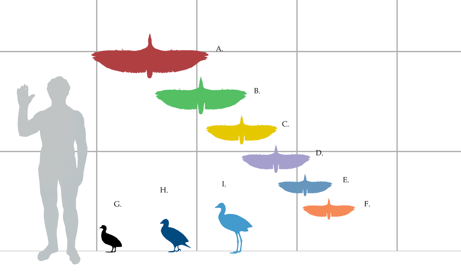 DinoGoss: What Is Enantiornis?